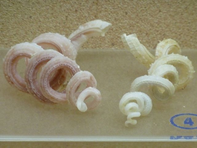 Our Adventures Of Collecting Seashells in Thailand- Part 4 Phuket Shell ...