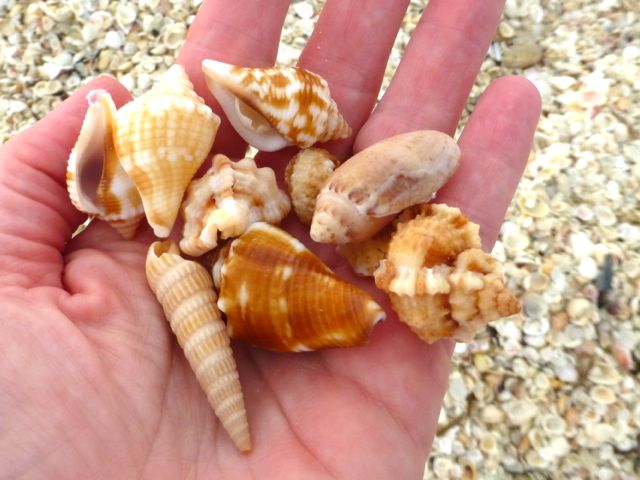 Snorkeling and Sifting For Seashells On Sanibel Captiva | I Love Shelling