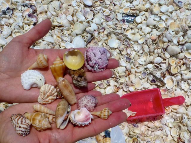 Snorkeling and Sifting For Seashells On Sanibel Captiva | I Love Shelling