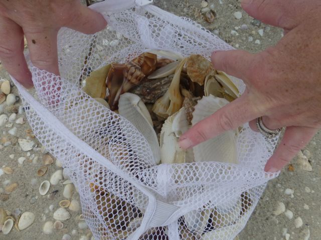 Buckets Of Seashells On Sanibel From Tropical Storm Debby | I Love Shelling