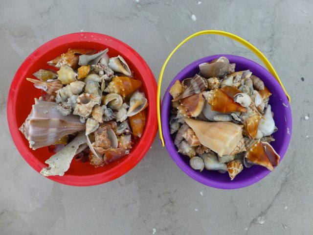 Buckets Of Seashells On Sanibel From Tropical Storm Debby | I Love Shelling