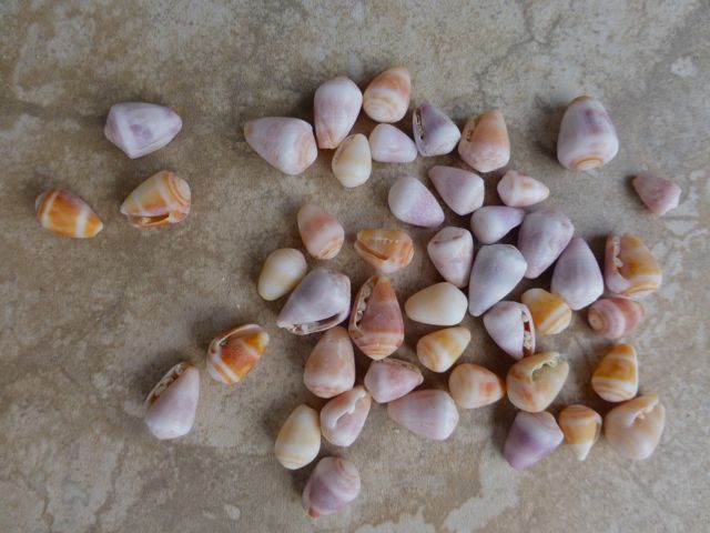 small cone shells thailand | I Love Shelling