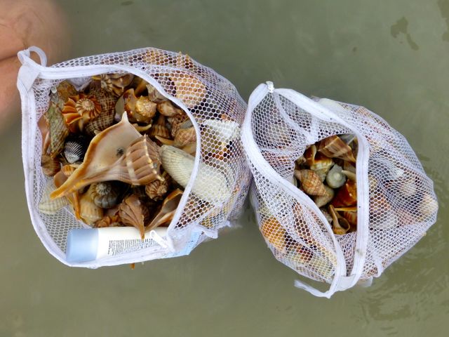 Buckets Of Seashells On Sanibel From Tropical Storm Debby | I Love Shelling