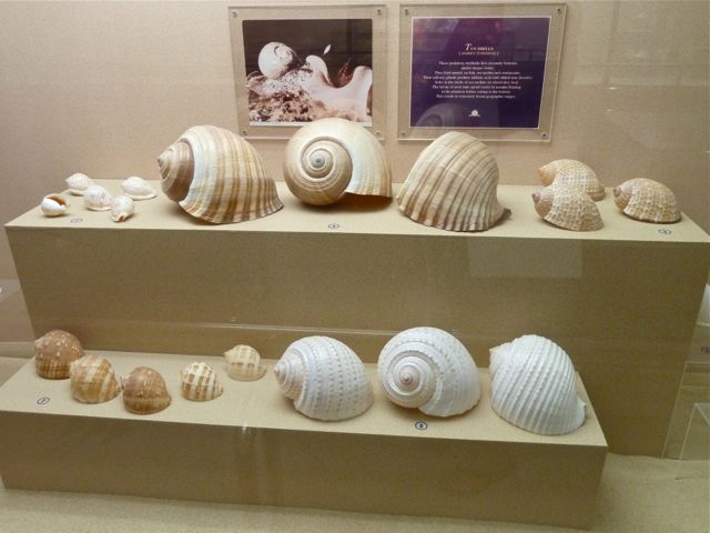 Our Adventures Of Collecting Seashells in Thailand- Part 4 Phuket Shell ...