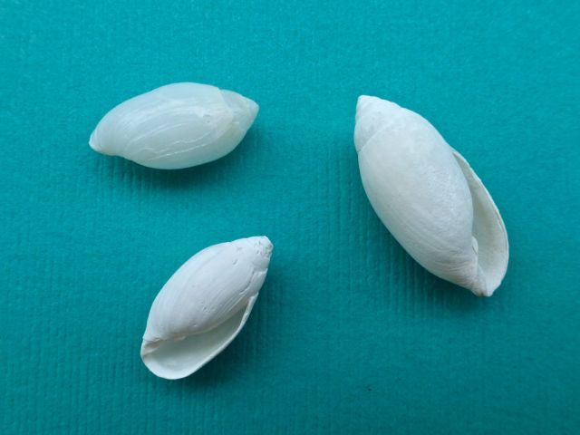 Collecting Fossils, Seashells and Memories on Boca Grande | I Love Shelling