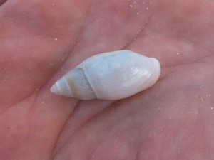 Collecting Fossils, Seashells and Memories on Boca Grande | I Love Shelling