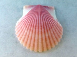 Calico Scallop Color Name Game | I Love Shelling