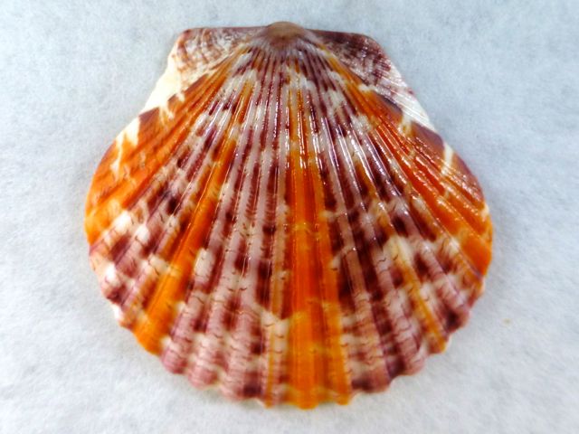 Calico Scallop Color Name Game | I Love Shelling