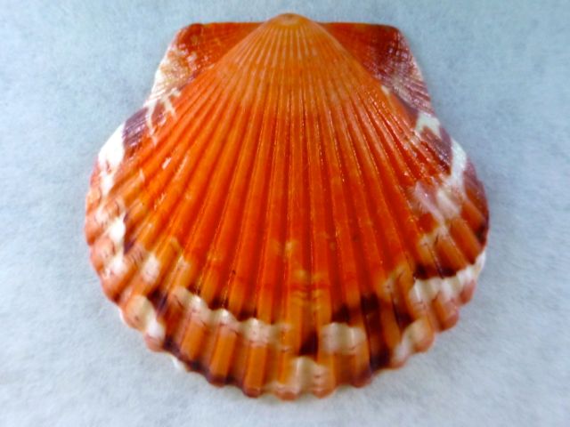 Calico Scallop Color Name Game | I Love Shelling