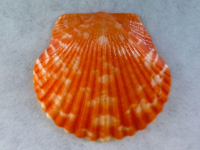 Calico Scallop Color Name Game | I Love Shelling