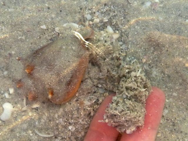 Florida Fighting Conch | Strombus alatus | I Love Shelling
