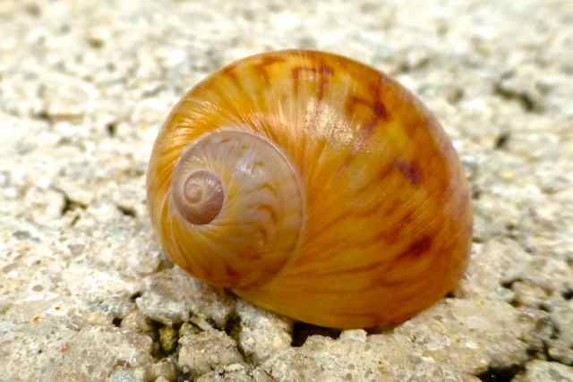 Shelling For Sunshine | I Love Shelling