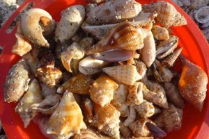 Seashell Dreams Come True | I Love Shelling