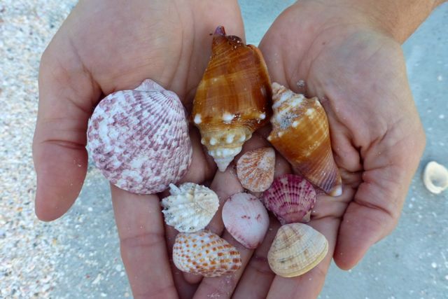 Sanibel Shelling Report | I Love Shelling