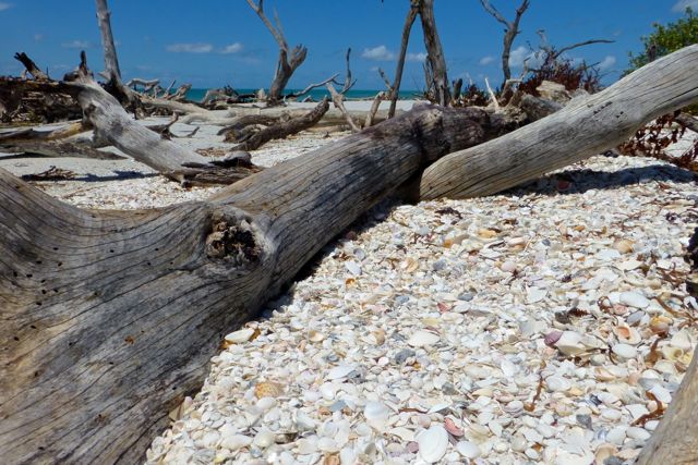 Shelling For Sunshine | I Love Shelling