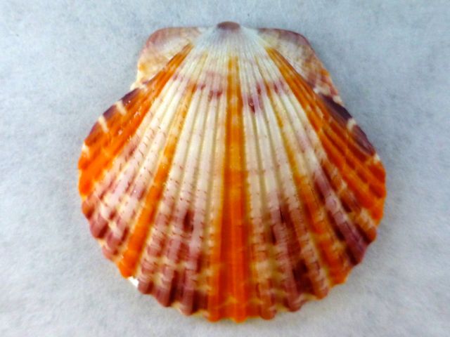 Calico Scallop Color Name Game | I Love Shelling