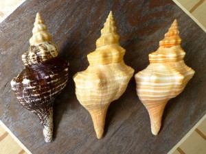 Tutorial For How To Clean Horse Conch Shells | I Love Shelling