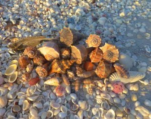 Morning Seashells from Sanibel Lighthouse Courtesy Of Isaac | I Love ...