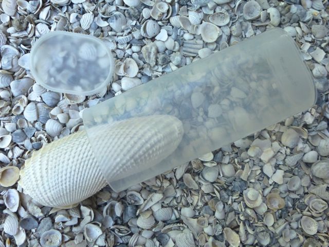 Packing Breakable Seashells Safely For Traveling | I Love Shelling