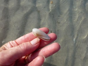 Saving a Live Angel Wing | I Love Shelling