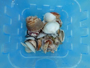Belated Weekend Sanibel Shelling Report | I Love Shelling