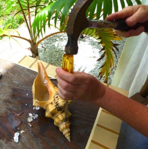 Tutorial For How To Clean Horse Conch Shells | I Love Shelling