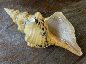 Tutorial For How To Clean Horse Conch Shells | I Love Shelling