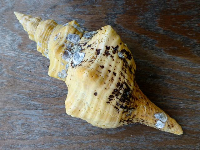 Tutorial For How To Clean Horse Conch Shells | I Love Shelling