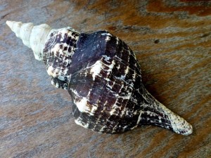 Tutorial For How To Clean Horse Conch Shells | I Love Shelling