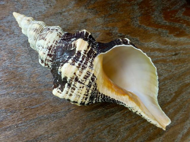 Tutorial For How To Clean Horse Conch Shells | I Love Shelling