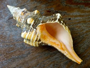 Tutorial For How To Clean Horse Conch Shells | I Love Shelling