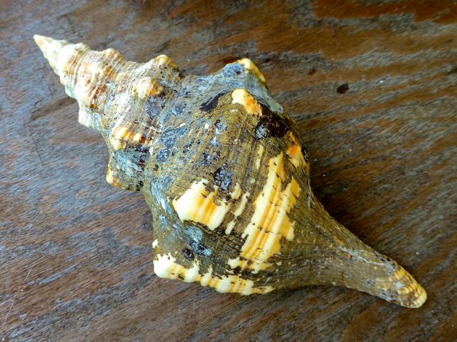 Tutorial For How To Clean Horse Conch Shells | I Love Shelling