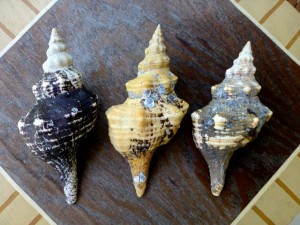 Tutorial For How To Clean Horse Conch Shells | I Love Shelling