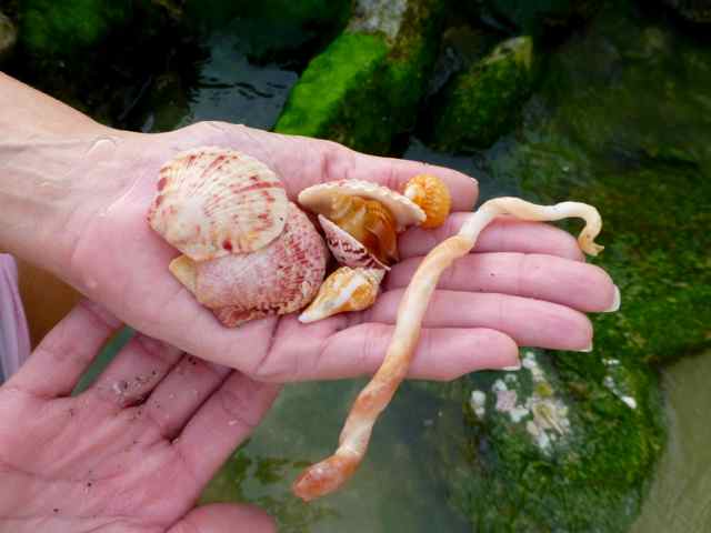 Platinum Medal Winning Juvenile Junonia | I Love Shelling