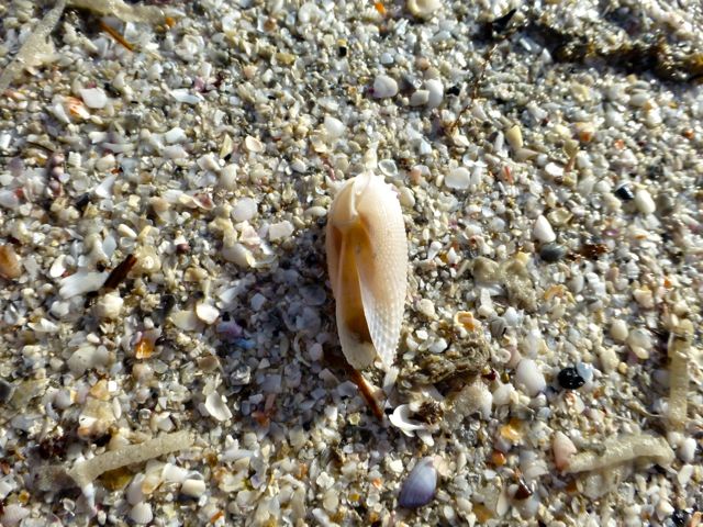 Saving a Live Angel Wing | I Love Shelling