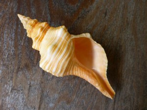 Tutorial For How To Clean Horse Conch Shells | I Love Shelling