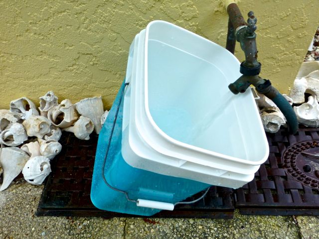 Tutorial For How To Clean Horse Conch Shells | I Love Shelling