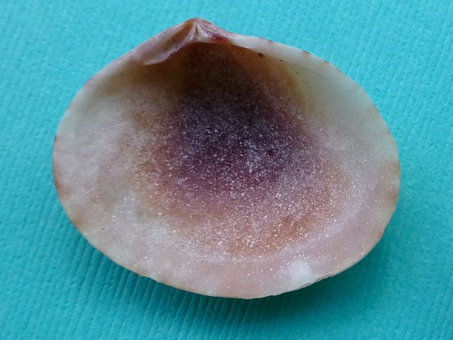 Dear Fragile Seashells, Please Don’t Break On The Way Home | I Love ...