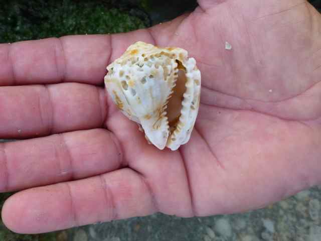 Platinum Medal Winning Juvenile Junonia | I Love Shelling