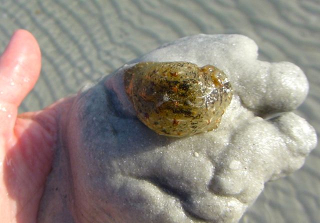 Raggedy Hair Ragged Sea Hare Video | I Love Shelling