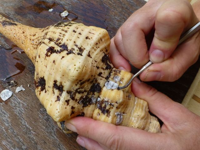 Tutorial For How To Clean Horse Conch Shells | I Love Shelling