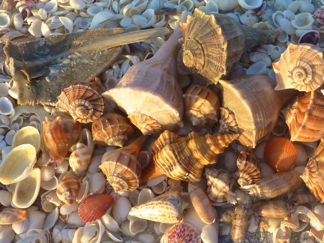 Morning Seashells from Sanibel Lighthouse Courtesy Of Isaac | I Love ...