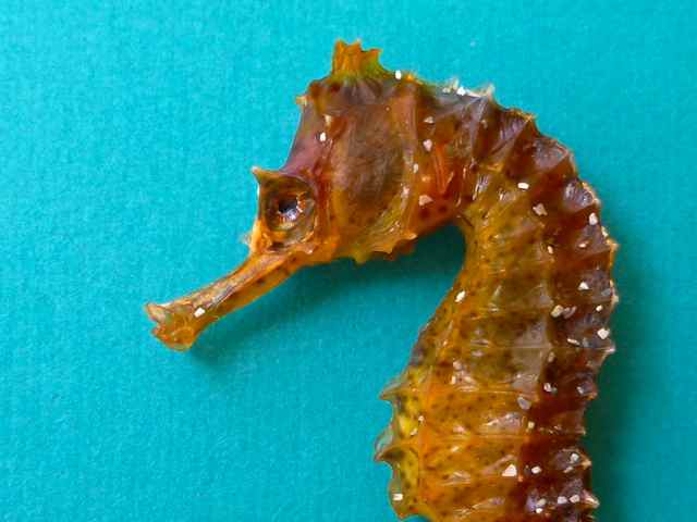 Finding a Sanibel Seahorse | I Love Shelling