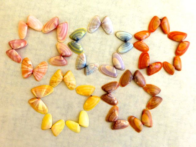 Olympic Style Gold Medal Winning Seashells | I Love Shelling