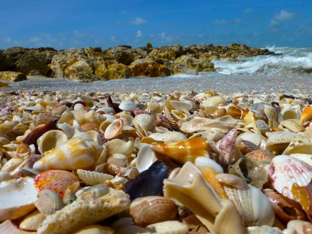 i Love Shelling After A Storm! | I Love Shelling
