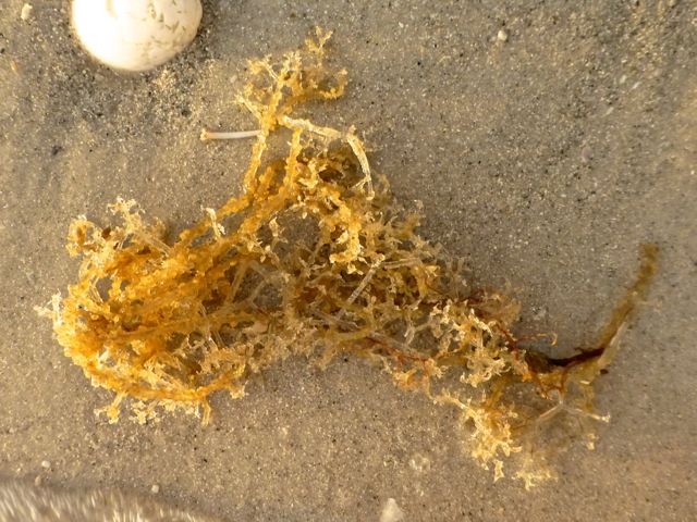 Did A Piece of Seaweed Really Just Sting Me? | I Love Shelling