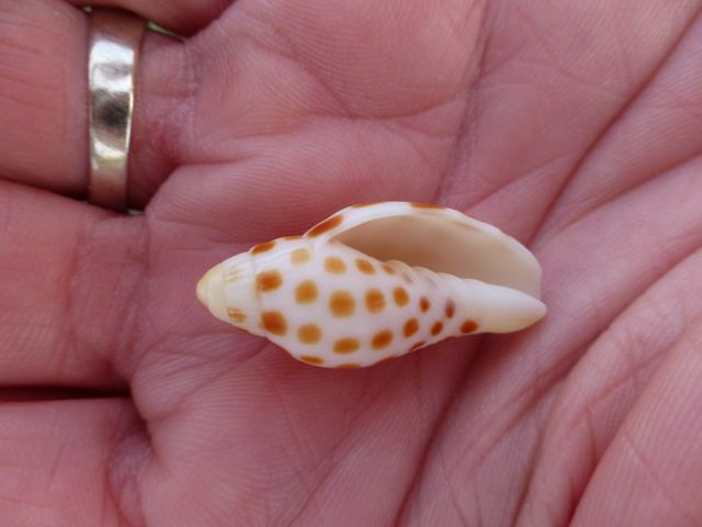 Platinum Medal Winning Juvenile Junonia | I Love Shelling