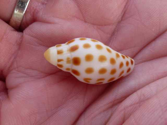 Platinum Medal Winning Juvenile Junonia | I Love Shelling