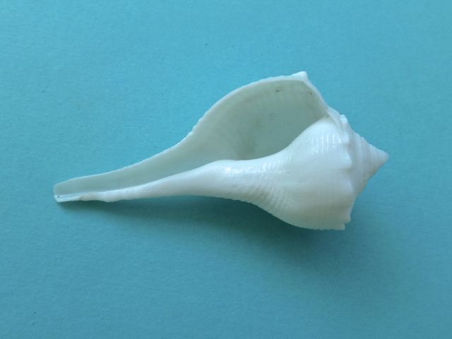 Pam and the Amazing Technicolor Dream Shells | I Love Shelling