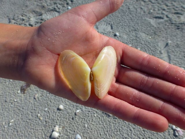2012 Sanibel Coastal Cleanup | I Love Shelling